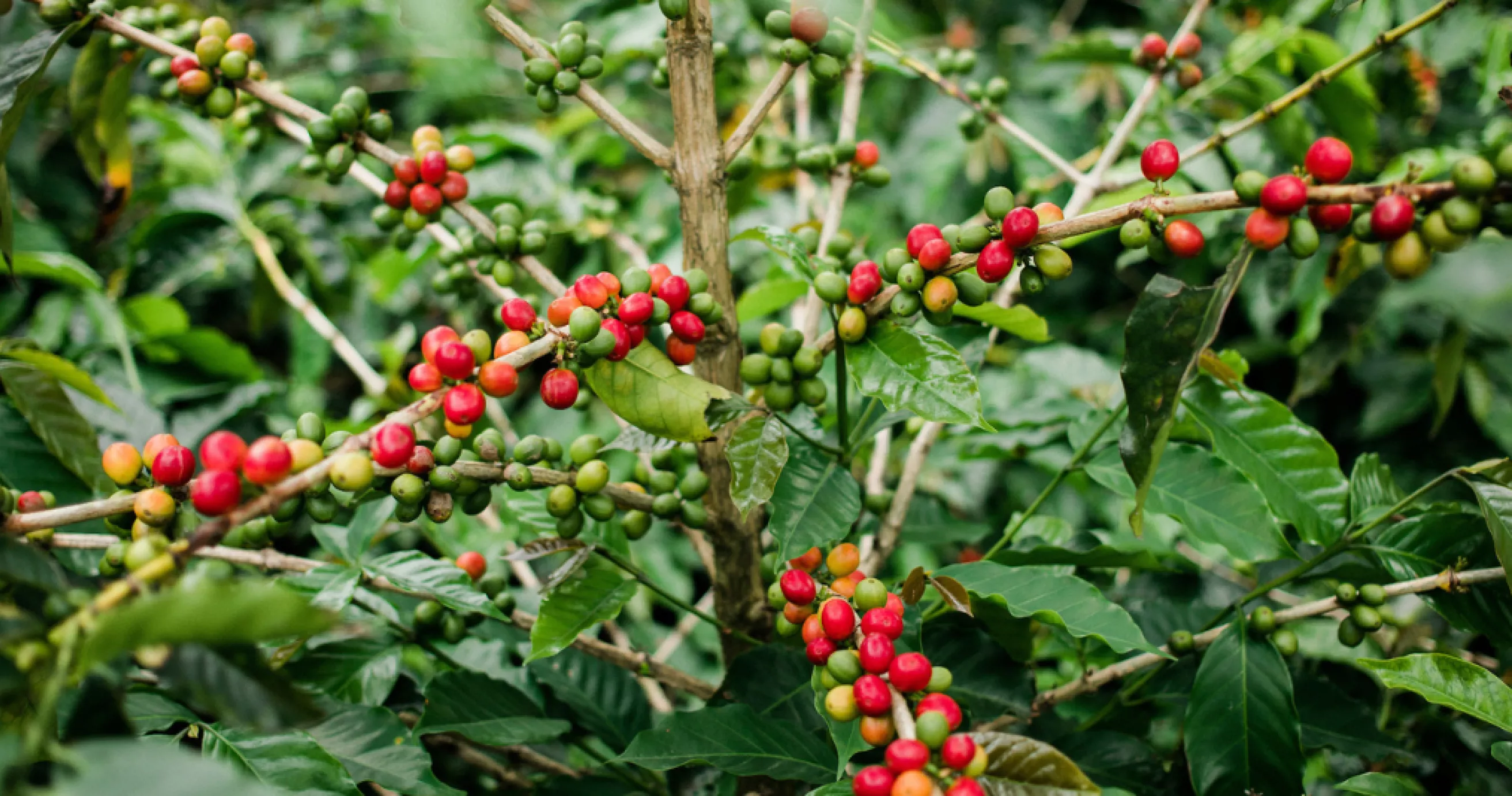 Ethical Sourcing | Starbucks Ethical Sourcing | Starbucks